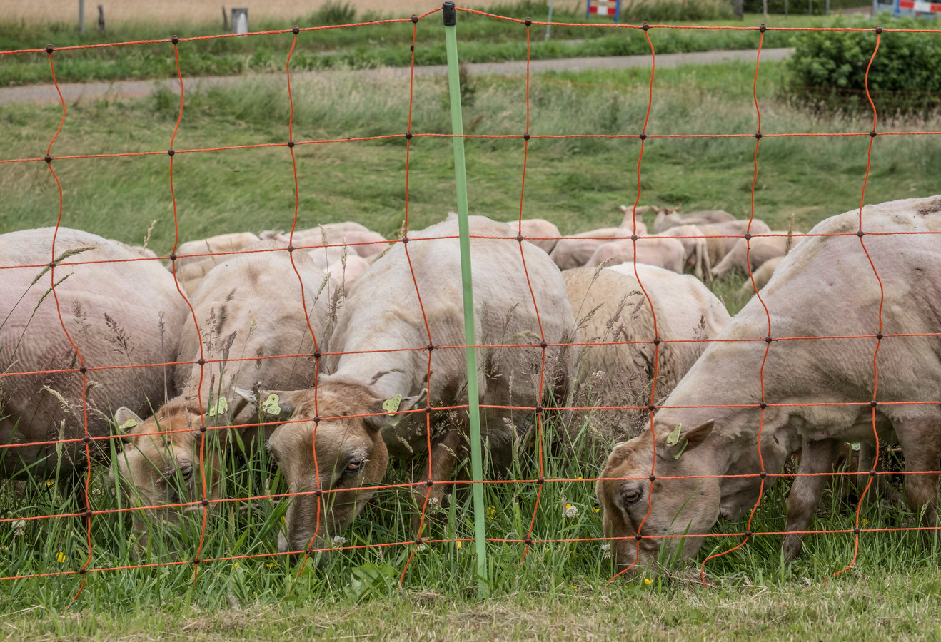 Brabantse boeren kunnen spullen lenen om wolven tegen te houden: ‘Zo ...
