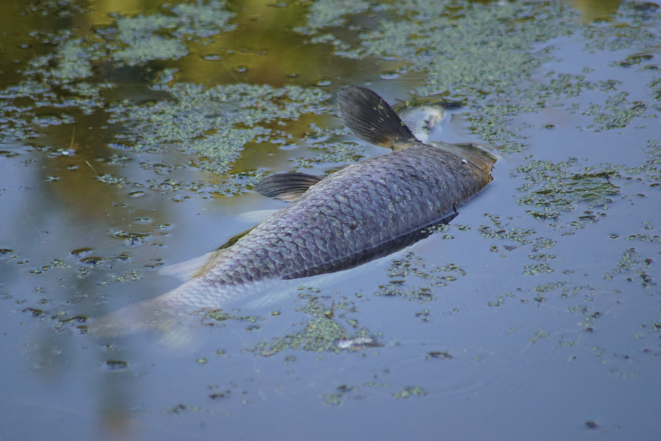 40 dode vissen in sloot in Bunschoten: hoe kan dat? ‘Vissen zijn net ...