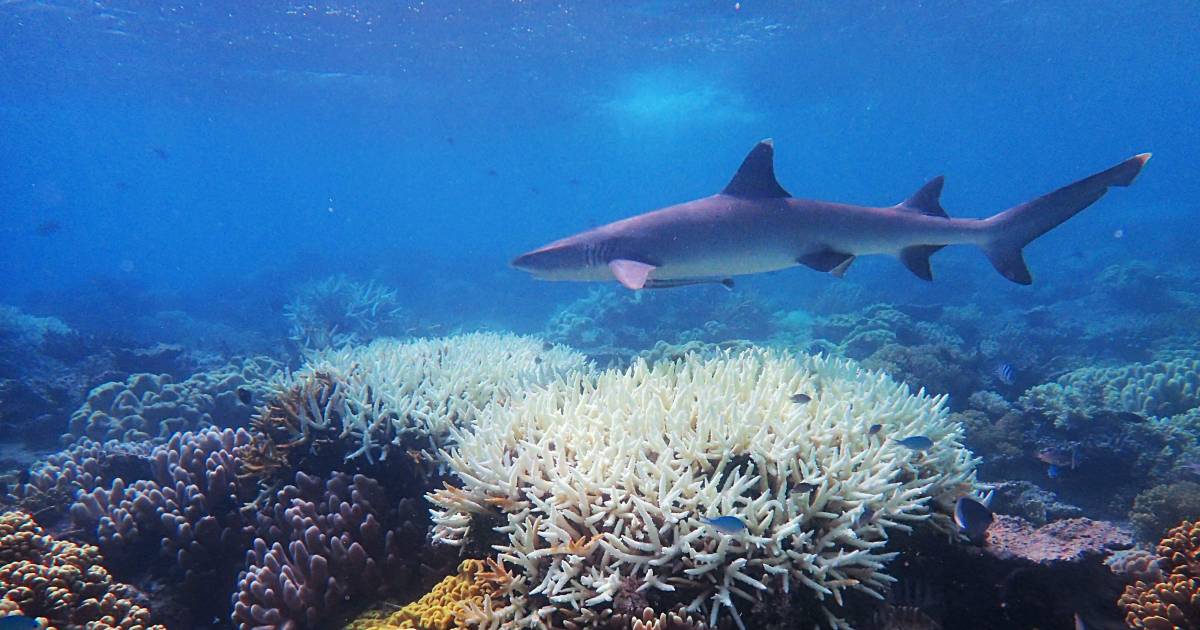 Un jeune Australien tué par un requin sur la Grande Barrière de corail ...