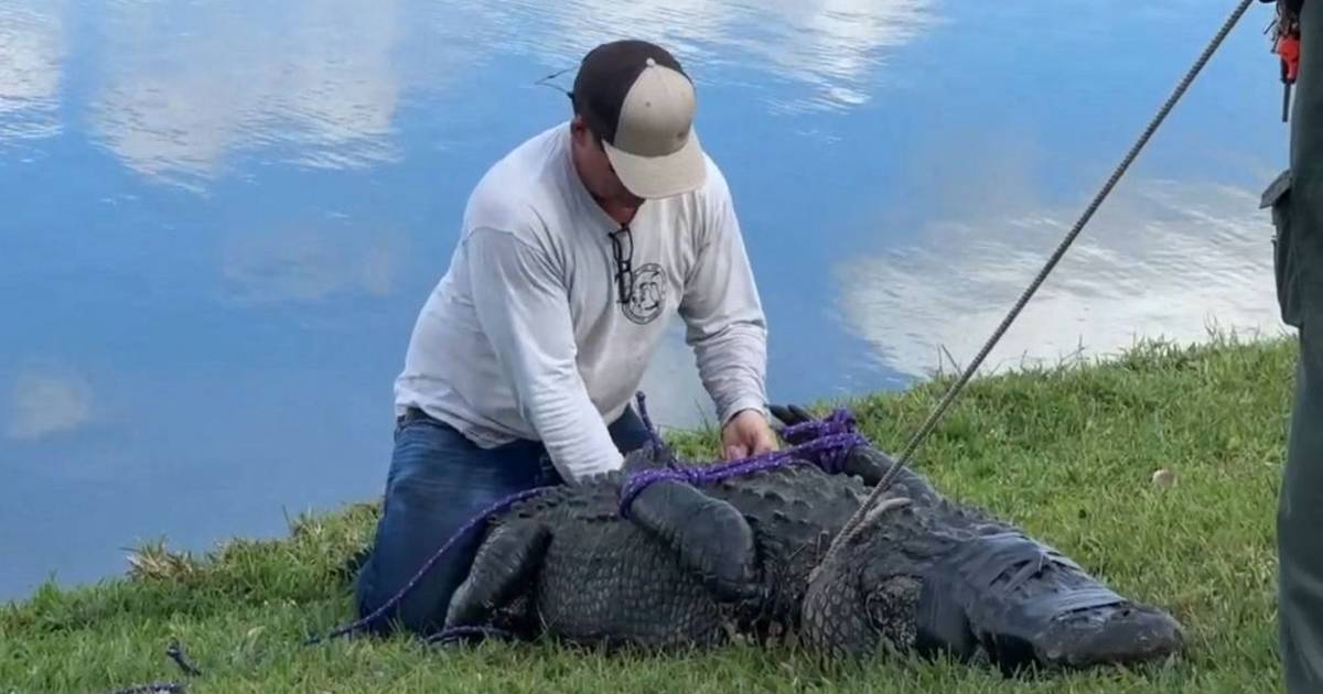 Alligator in Florida sleept 85-jarige vrouw het water in terwijl ze ...