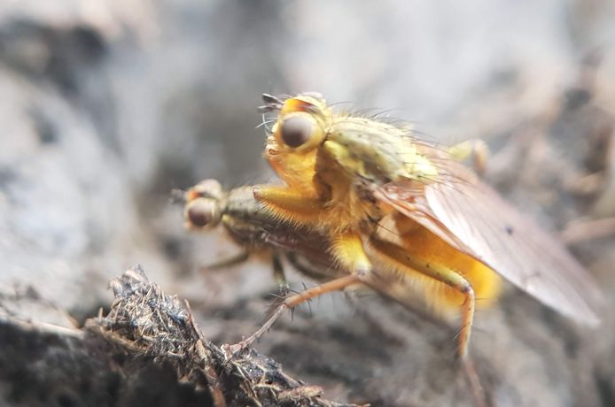 Stront aan de stok: woel eens een koeienvlaai om en je staat verbaasd ...