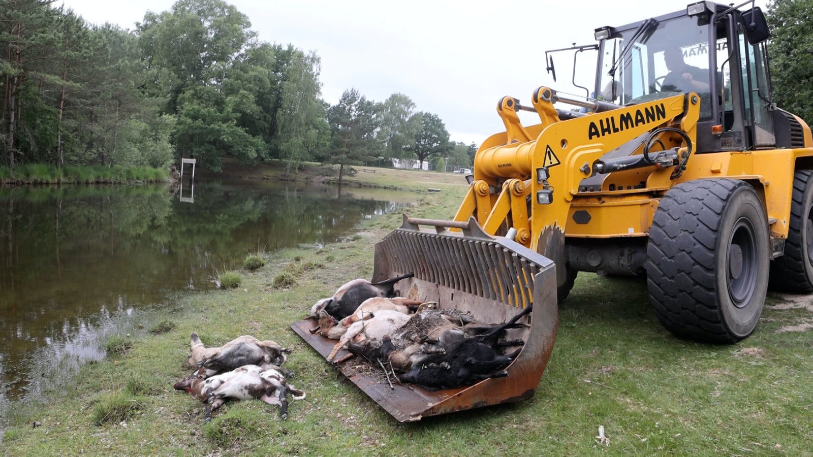 Eigenaar van honden die bloedbad aanrichtten bij zorgboerderij: ‘Het is ... Eigenaar van honden die bloedbad aanrichtten bij zorgboerderij: ‘Het is ...