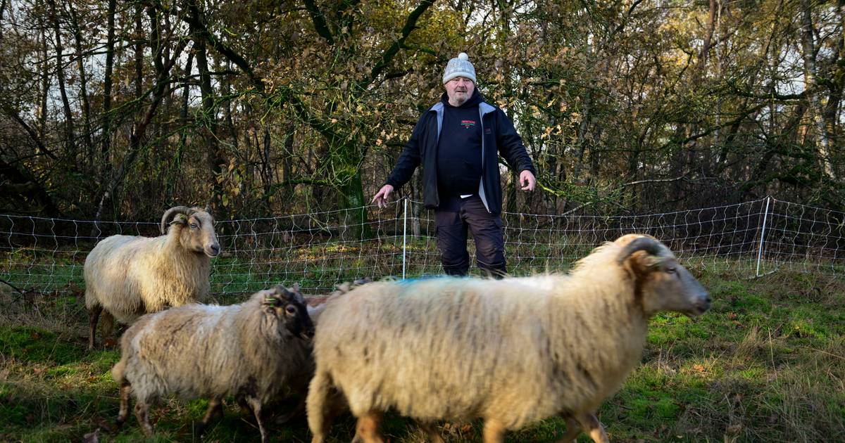 Schaapsherder Jos uit Markelo redt het niet zonder subsidie: ‘Dan gaan ...