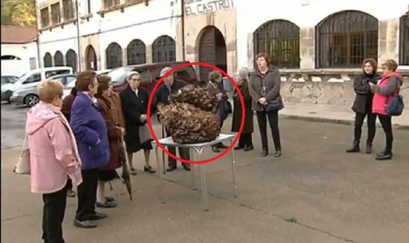 Le plus gros champignon au monde | Foto | 7sur7.be