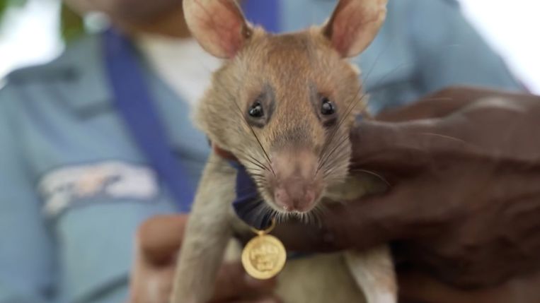 ‘Een held is te ruste gelegd’: rat die levens redde door mijnen op te ...