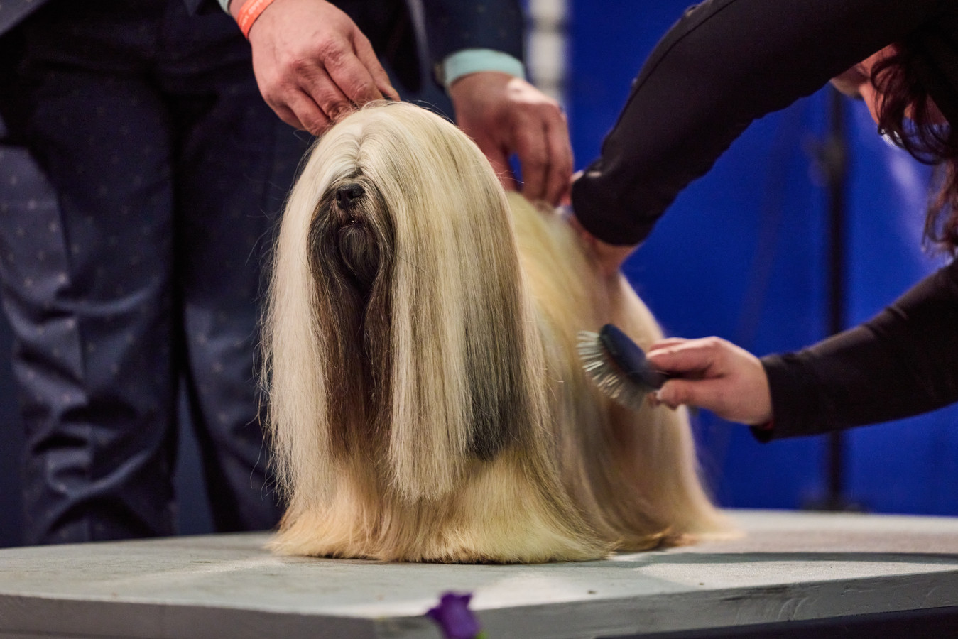 De hondenverkiezing: zielig, of een feest voor mens en dier? ‘Mijn ...