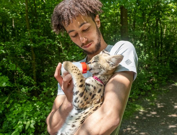 Geneyro zag een serval op TikTok en heeft er nu een als huisdier: ‘Dat ...