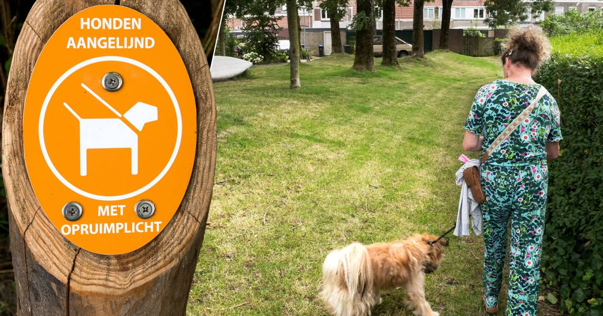 Overal poep omdat hondenbezitters niet snappen wat uitlaatstrook is ...