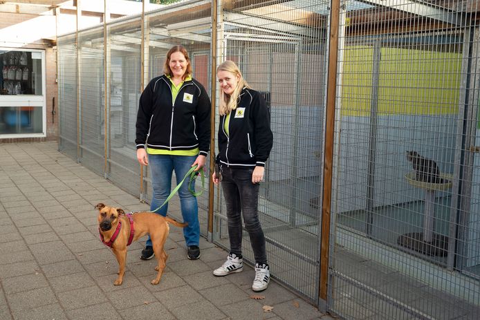 ‘Het gevoel dat je de dieren in de steek laat’: dierenopvang De ...