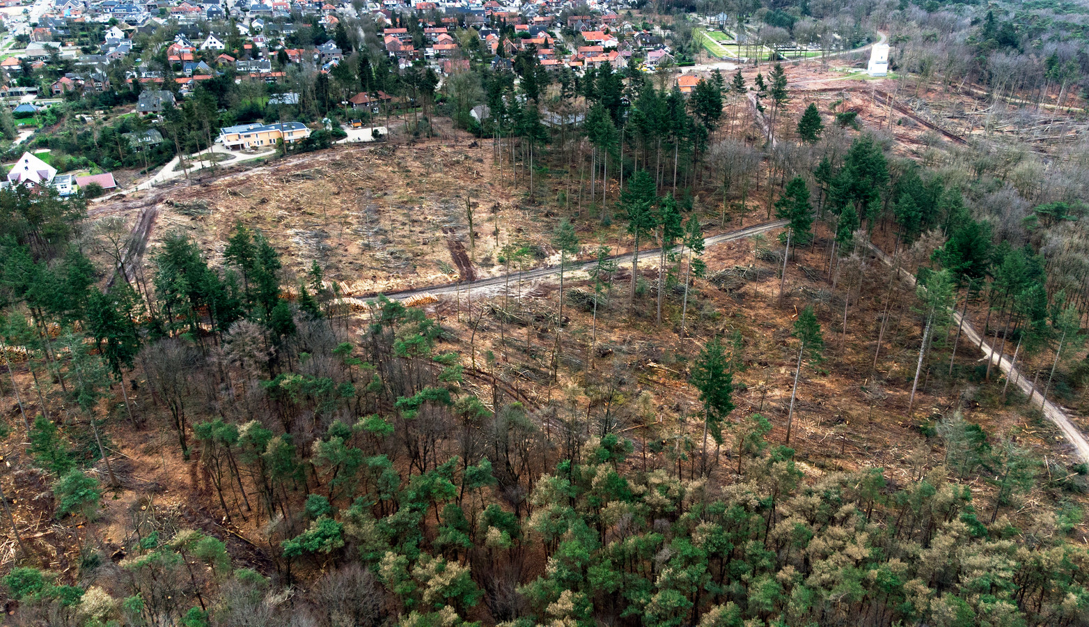 Metamorfose voor statige laan in Leersum na valwind: beuken maken ...