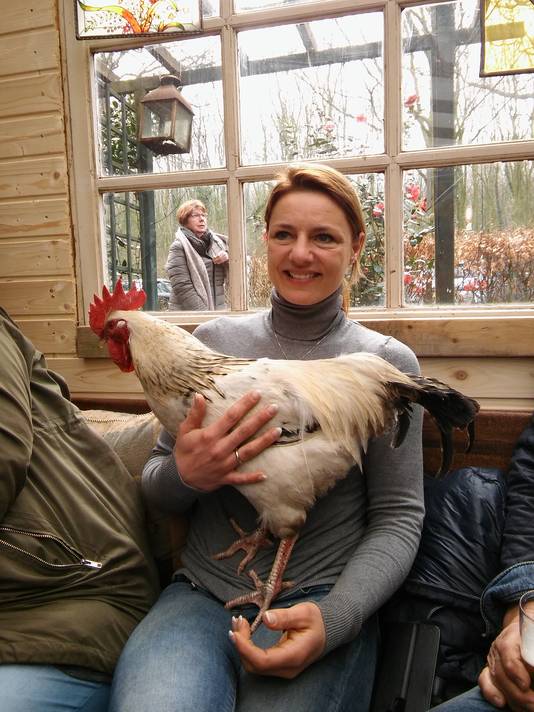 Merlijn kraait 20 keer bij wedstrijdje hanenkraaien in Grafwegen ...