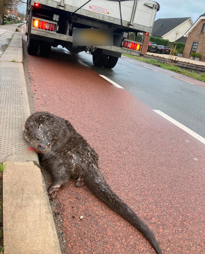 Hoe kan het leefgebied van de otter worden verbeterd? ‘Haal obstakels ...
