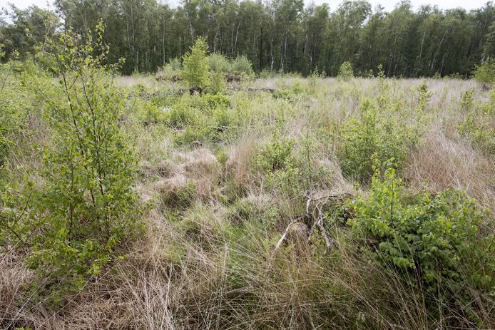 Gratis leemgrond voor Engbertsdijksvenen | Twenterand | tubantia.nl