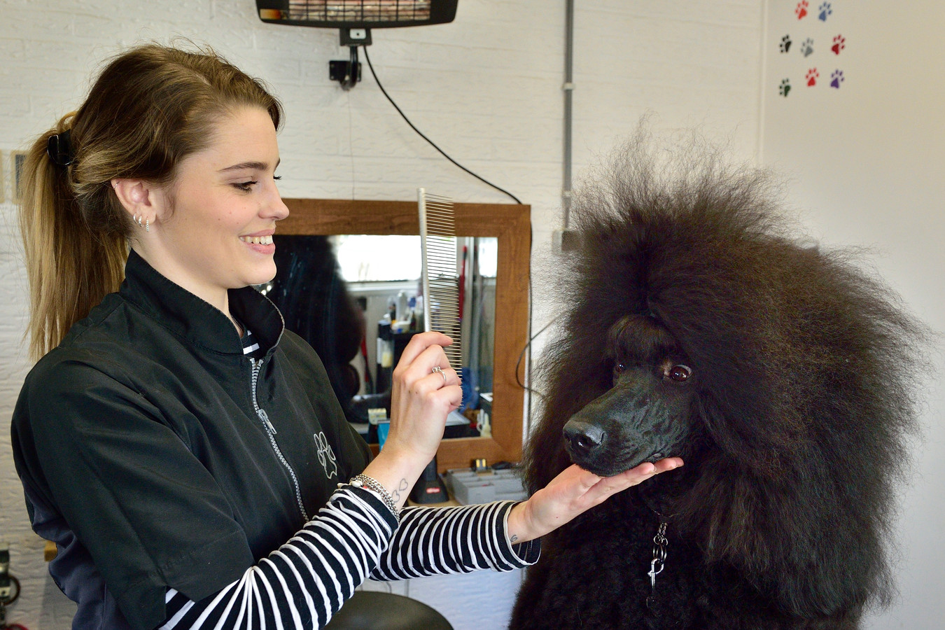 Julia (24) reist hondenshows in hele land af met poedel Amor: ‘Hij ...