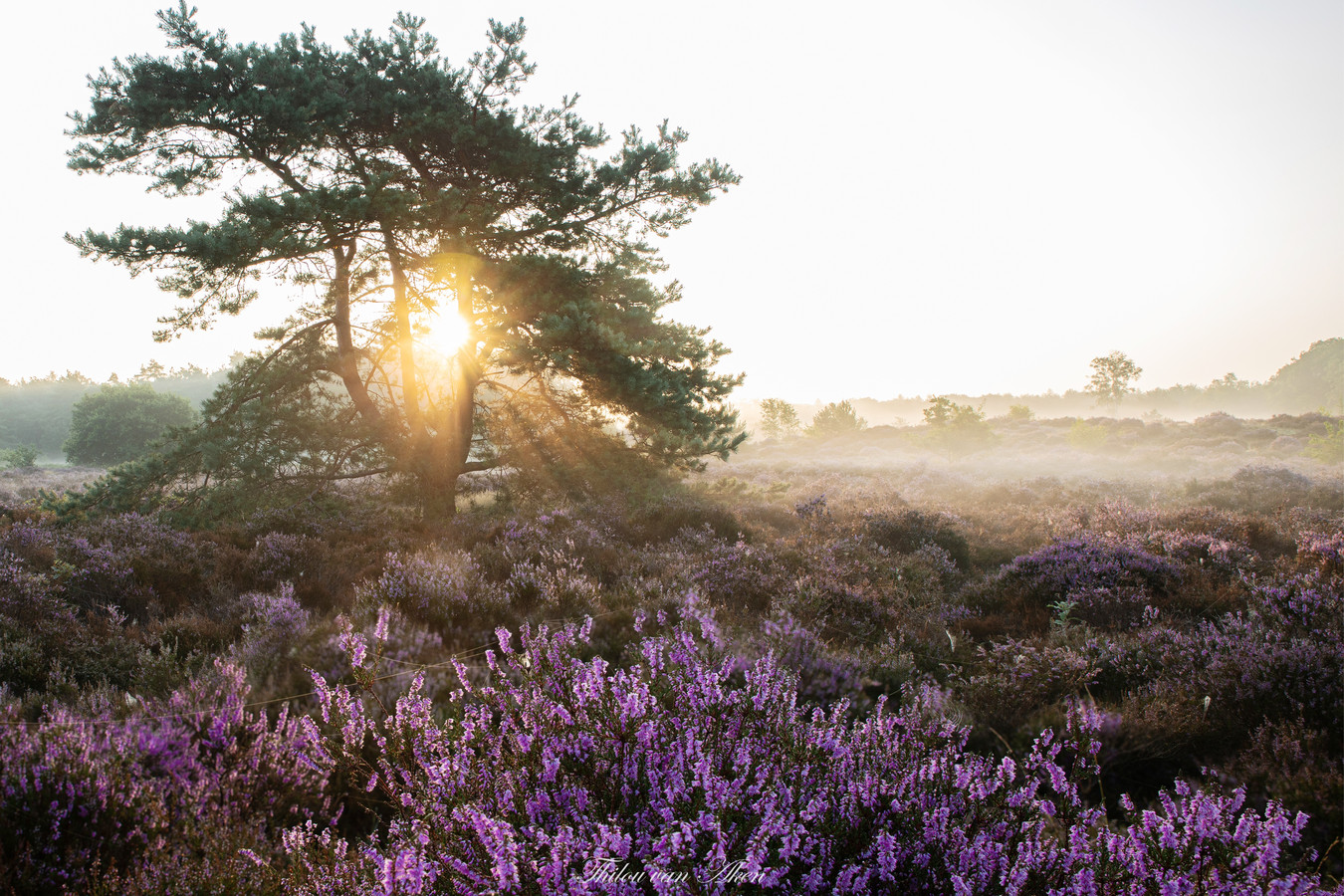 Dit zijn de mooiste heidevelden in regio Utrecht (en zo maak je daar ...