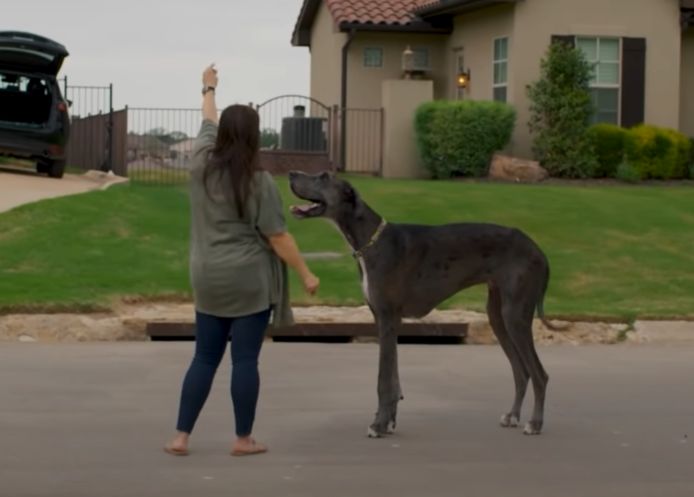 Deense dog Zeus is met zijn 1,04 meter de grootste hond ter wereld ...