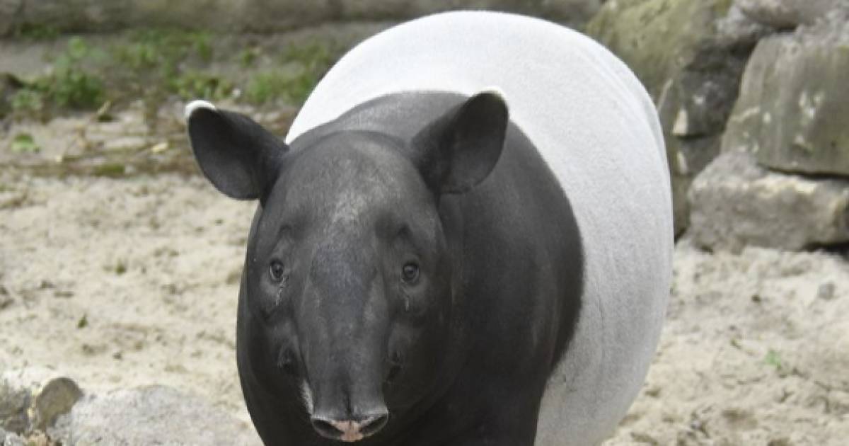 Diergaarde Blijdorp rouwt: zwangere tapier en jong overleden ...