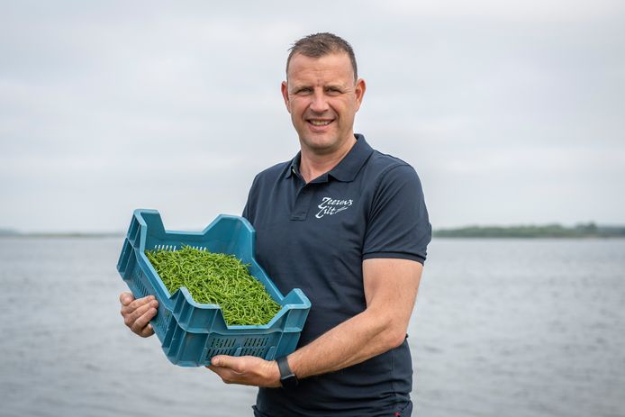 Knapperig en zilt: Zeekraal is dé gezonde Zeeuwse smaakmaker | Goes | AD.nl