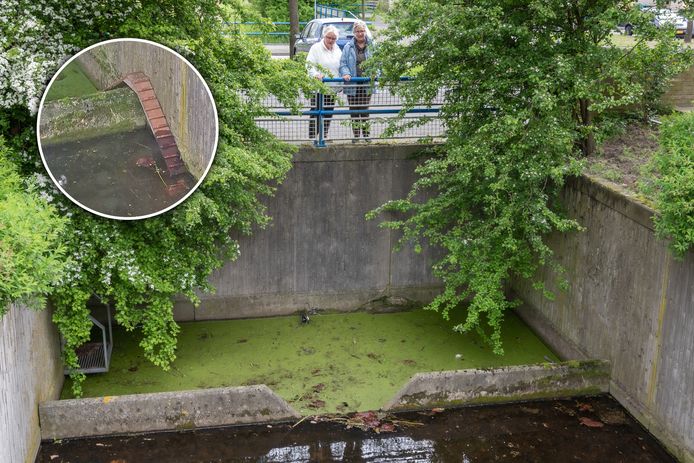Eendjes onder raam van Els (67) hebben éindelijk een toekomst door ...