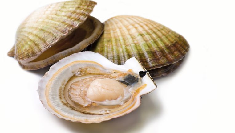 Sint-jakobsschelpen met venkel, ansjovis en sherry | De Volkskrant