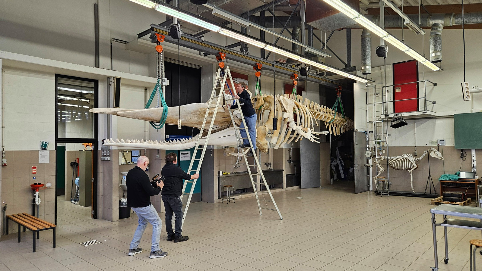 Exact 35 jaar terug lokte aangespoelde potvis Valentijn van Sint-André ...