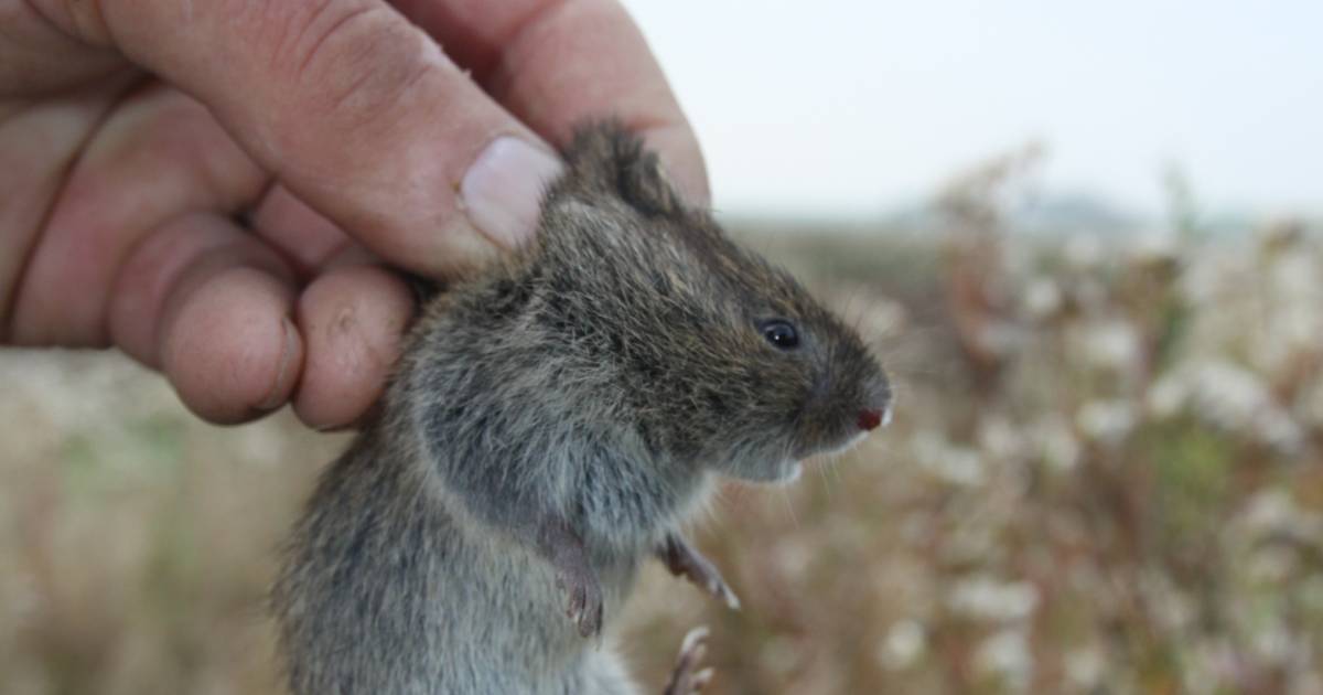 Ruimte voor zeldzame Noordse Woelmuis | Bevelanden | pzc.nl