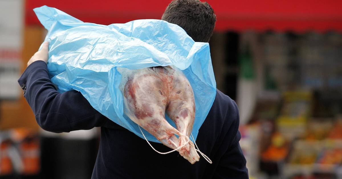 NVWA verbiedt halal slacht door gebrekkige coronaregels, slachterijen ...