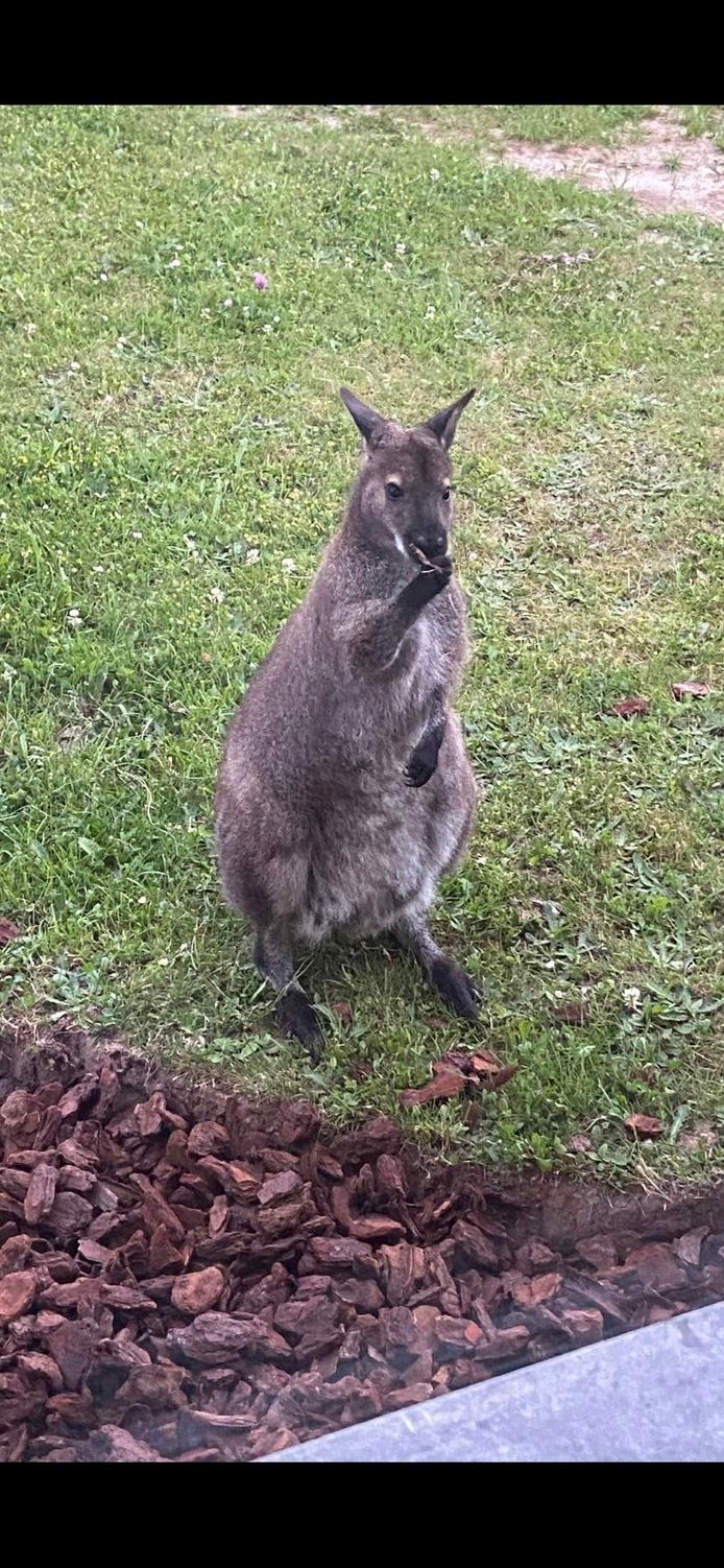 Un wallaby se balade à Ham-sur-Heure/Nalinnes: “Ne l’approchez pas ...