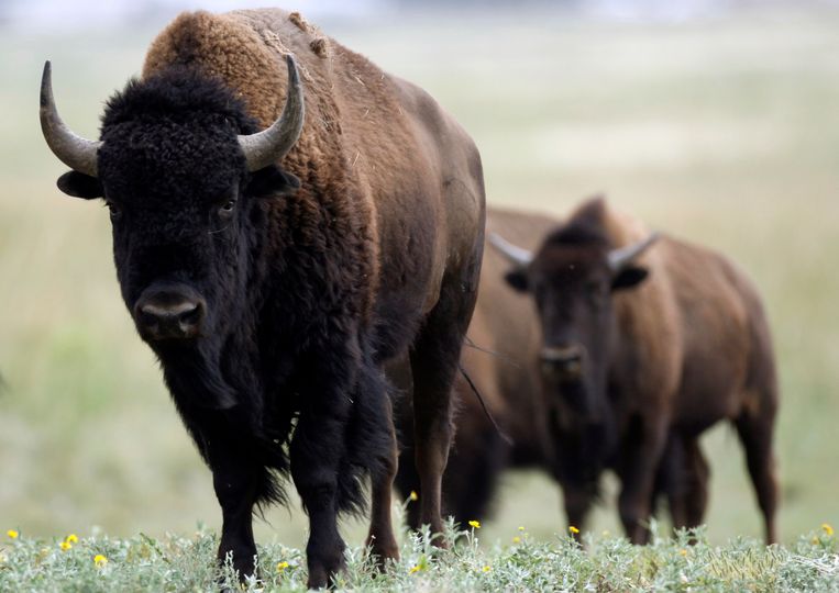 45.000 vrijwilligers melden zich om bizons te doden bij Grand Canyon