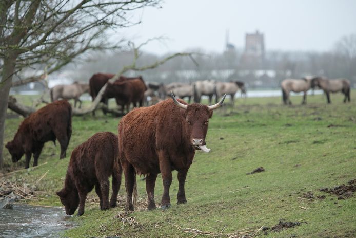 Gendtse polder wordt het domein van de rode geus en konikpaard | Betuwe ...