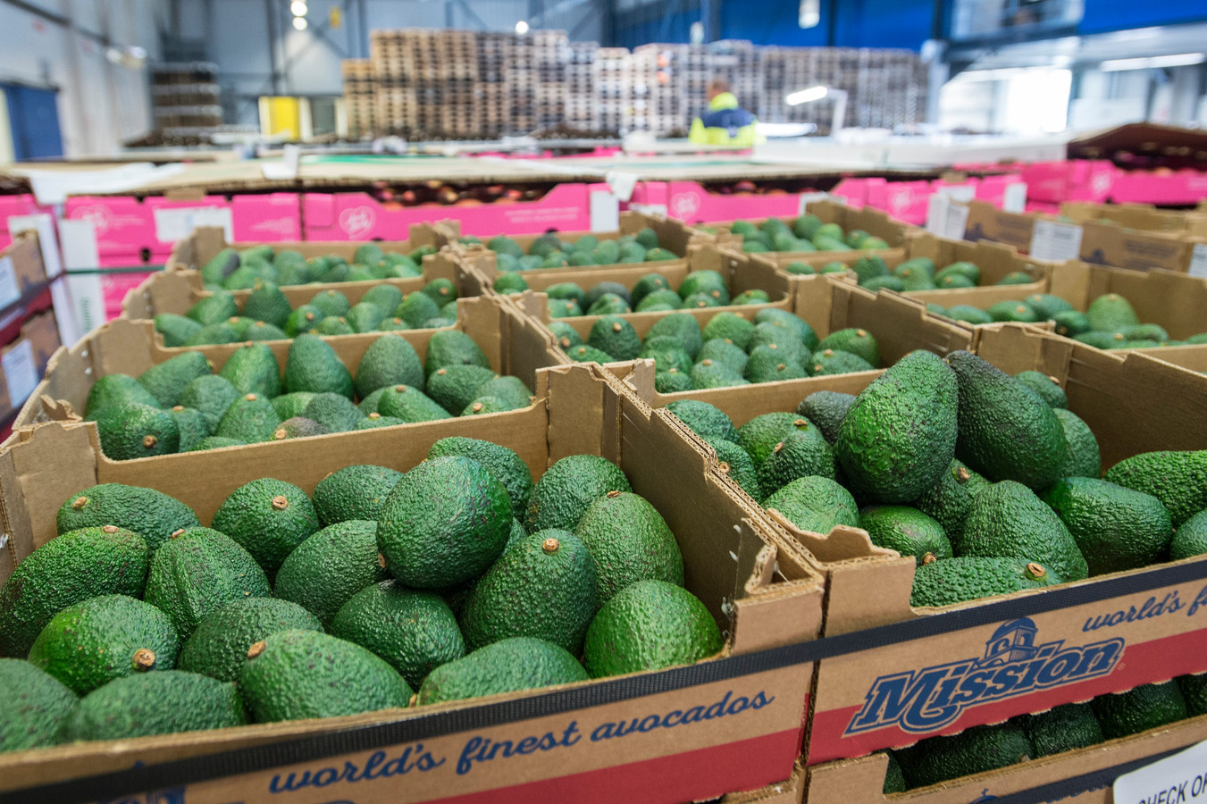 Waarom Breda een grote, wereldwijde rol speelt in hippe avocado | Foto ...