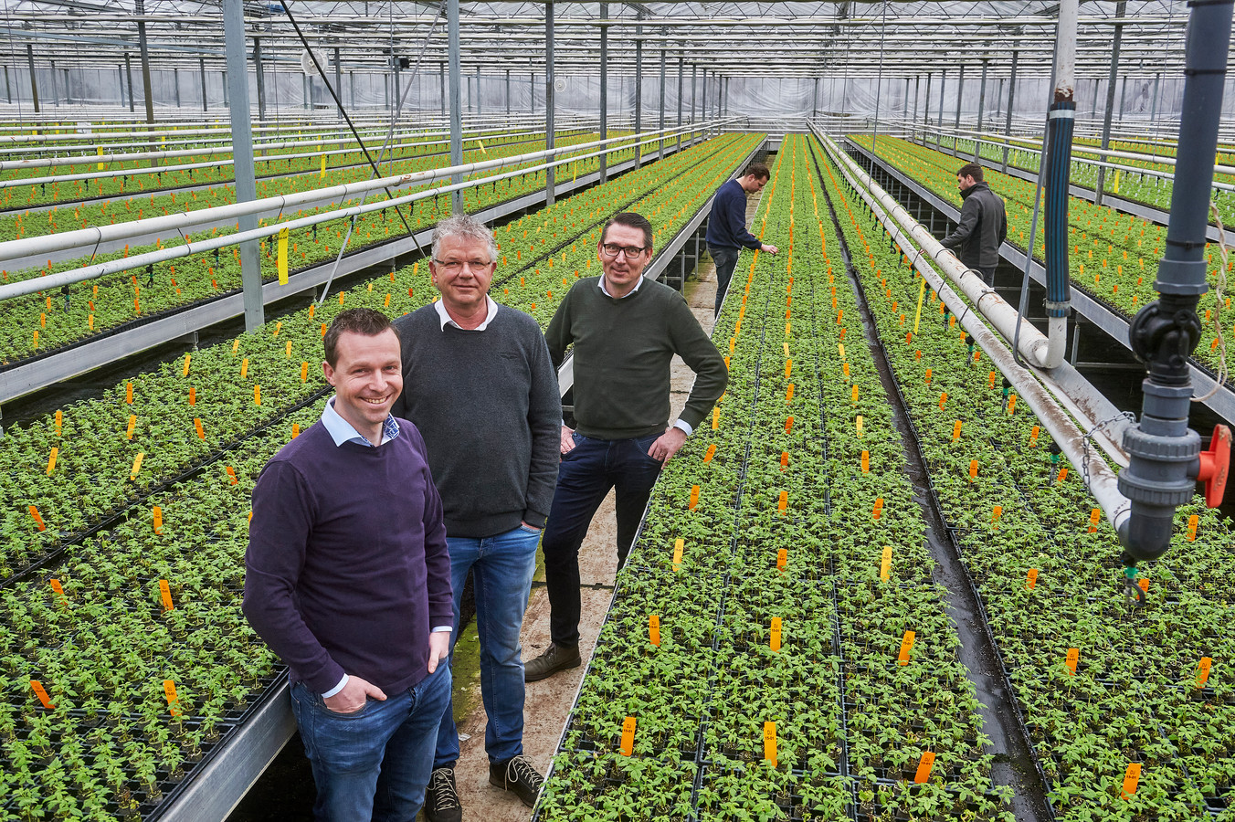 Agrarisch bedrijf Van den Elzen Plants mag van gemeentebestuur ...