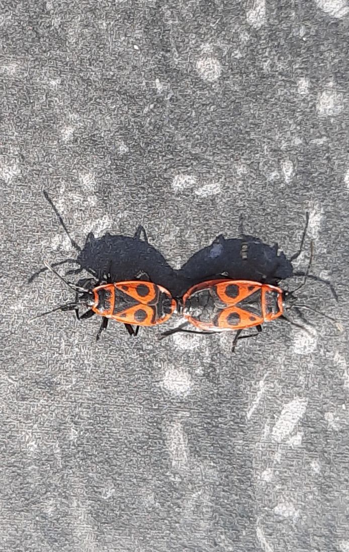 MIJN FOTO | Twee (of vier?) vuurwantsen | Hulst | pzc.nl