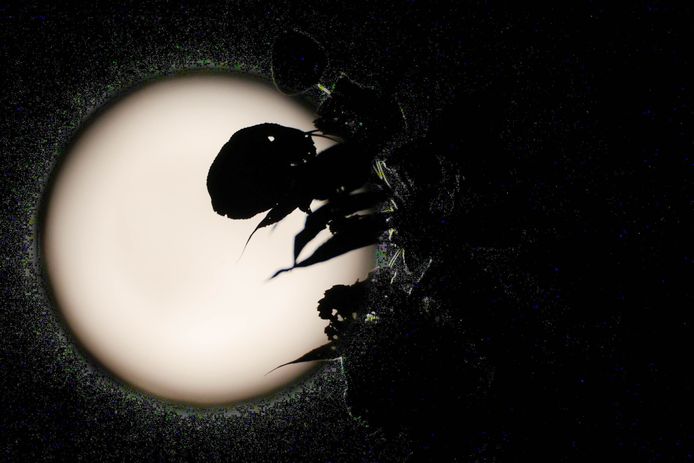 IN BEELD: HLN-lezers fotograferen de blauwe supermaan boven ons land ...