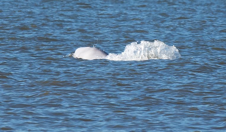 Ondervoede witte dolfijn in Seine baart zorgen: dier moet zo snel ...