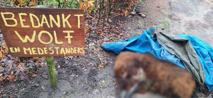 Schaapherder Jan ‘bedankt’ wolf (en medestanders) na dood schaap: ‘Dit ...