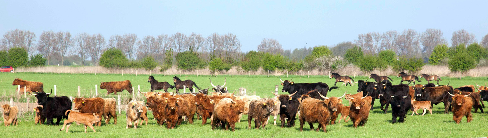 Uitgestorven oerrund is terug dankzij Brabantse boerenslimheid en daar ...