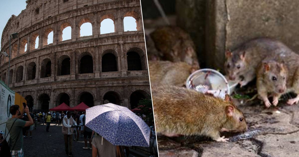 Rome kampt met rattenplaag in buurt van Colosseum: “Toestand onder ...