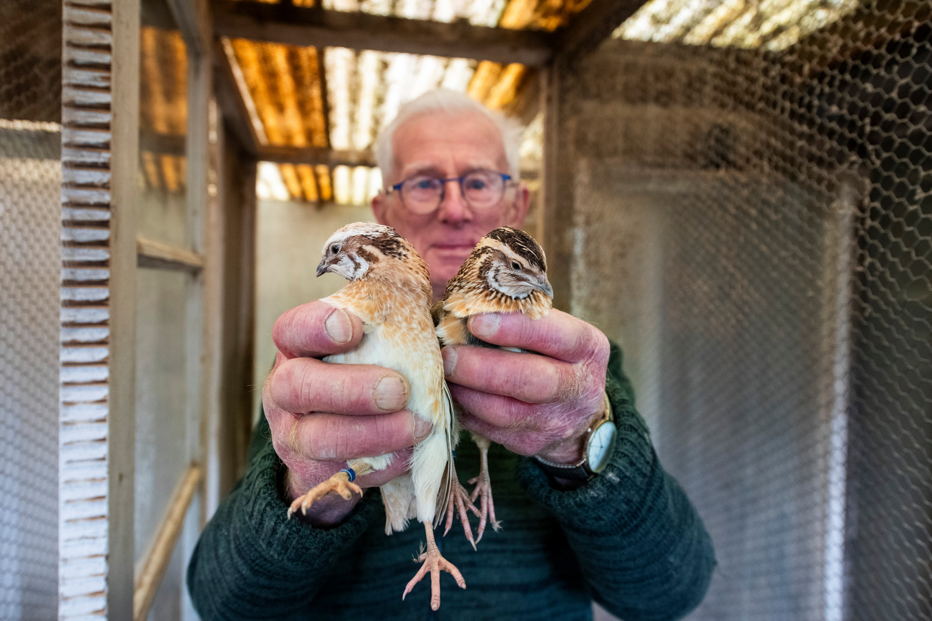 Cor (91) uit Apeldoorn is zo gek met zijn dieren dat hij nog nooit op ...
