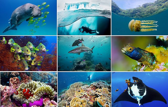 Nieuwe tentoonstelling en grootbeeldfilm over oceanen en de bescherming ...