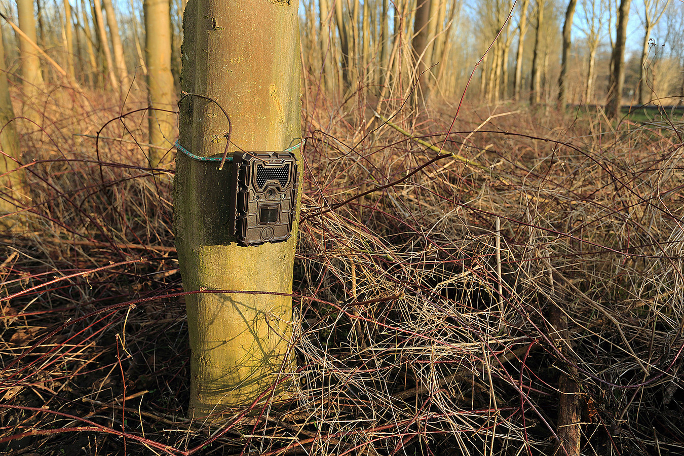 Hoera! De otter is terug in de Biesbosch: ‘Een euforisch moment’ | Foto ...