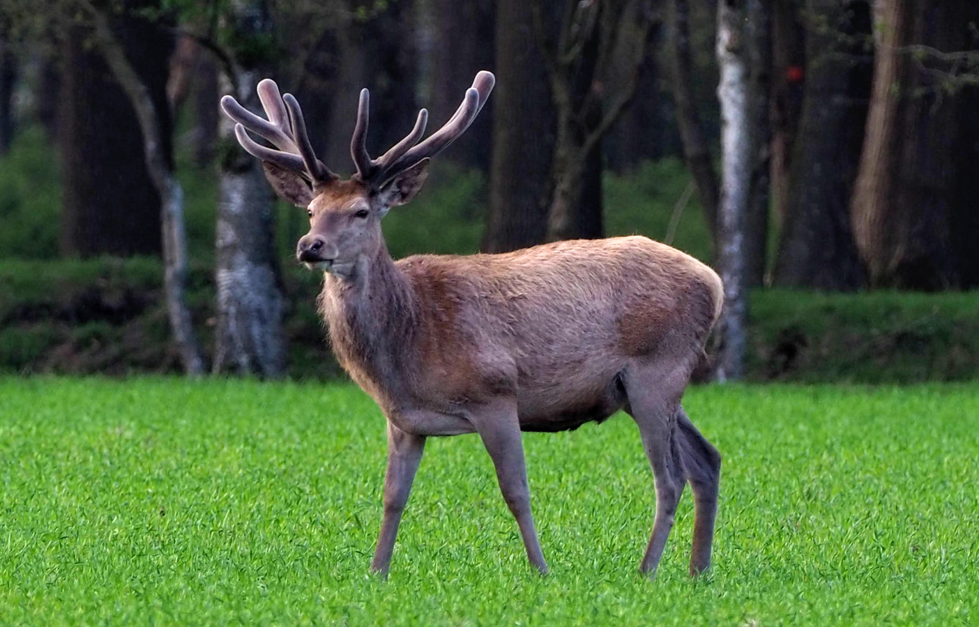 Nieuws gemist? Sanne en Hebe door noodlottig ongeval overleden • Hek ...