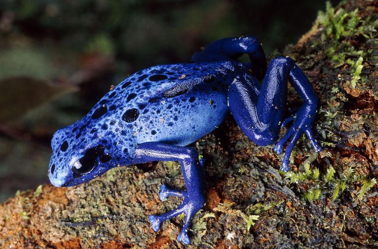 Zijn giftige dieren echt zo gevaarlijk? | De Morgen
