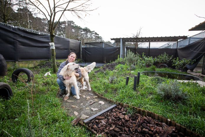 Na de blote voeten, nu ook pad voor pootjes in Dierenasiel Genk: “Onze ...