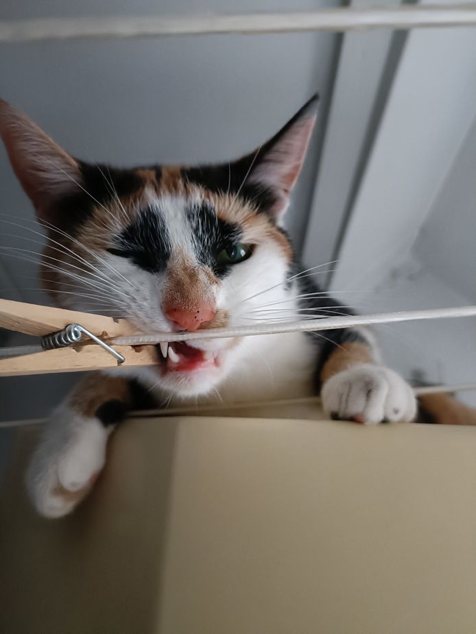 Dit zijn jullie inzendingen van de leukste katten op Wereldkattendag 2023 | Home | gelderlander.nl