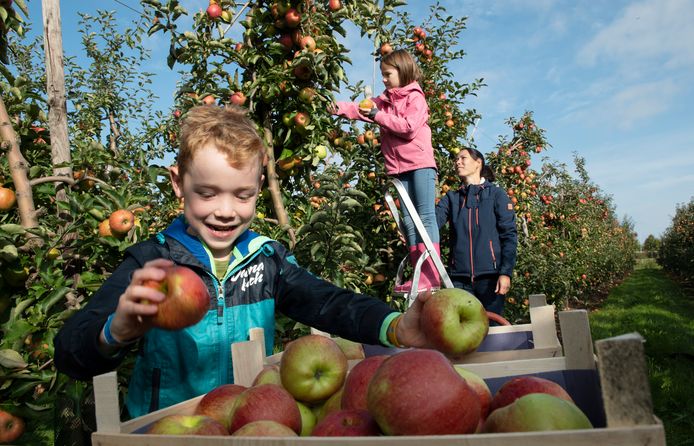 Na het kersen plukken nu appels plukken in de boomgaard | Tiel ...