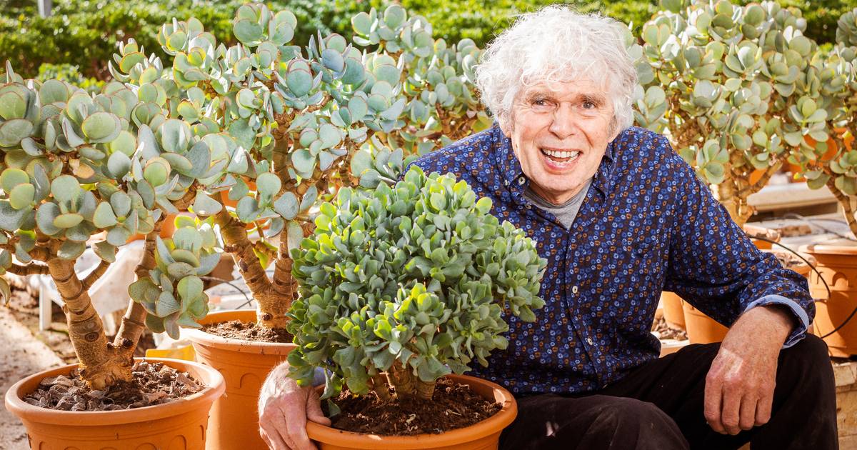 Gaan jouw planten altijd dood? Ton kweekt een makkelijke plant die je ...