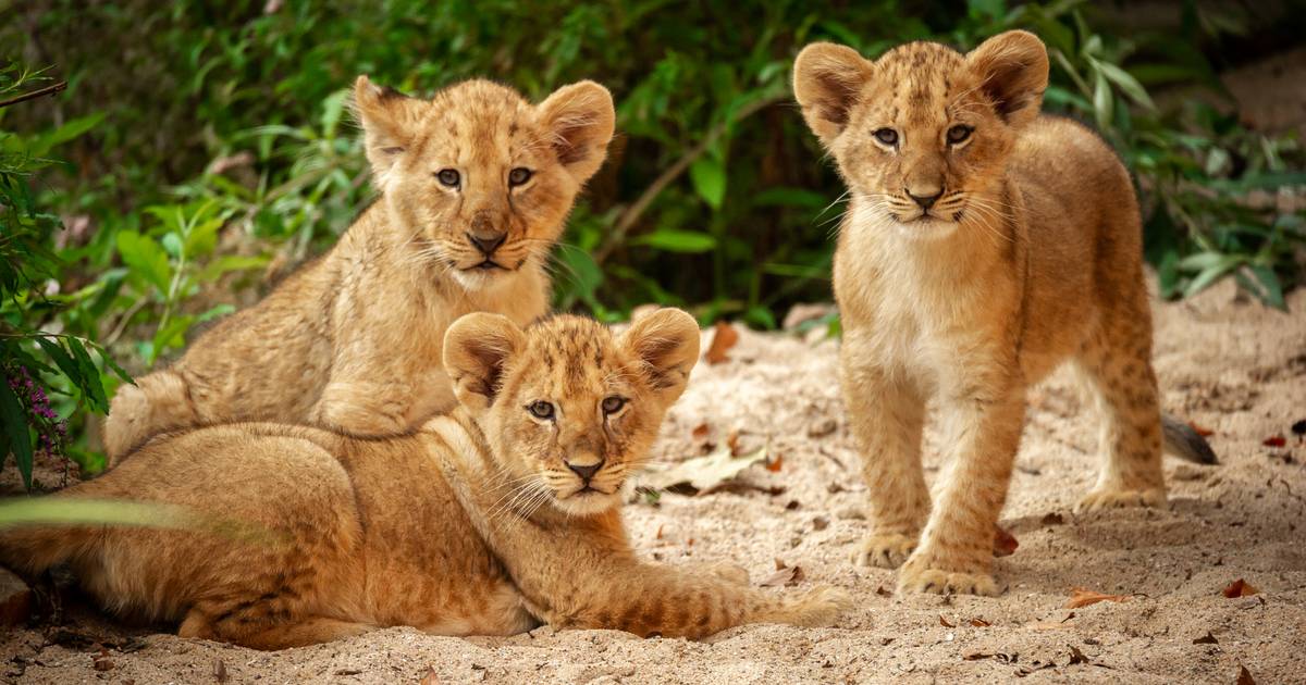 Antwerpse ZOO op zoek naar originele namen met letter X voor pasgeboren ...