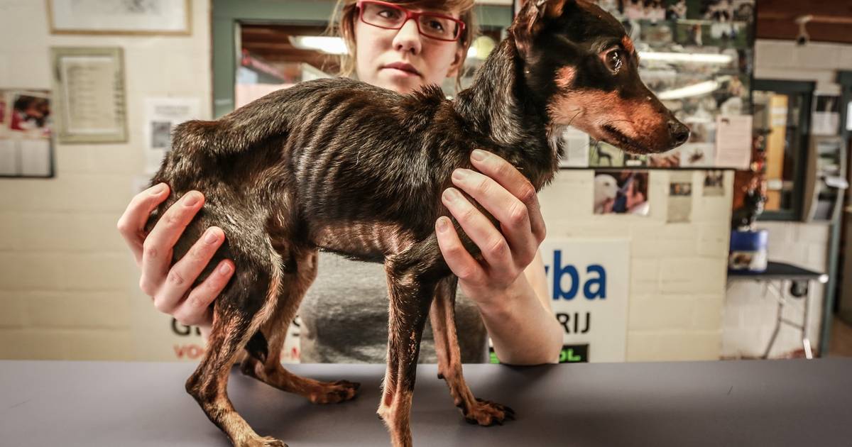 Wie adopteert deze mishandelde hond? | Izegem | hln.be