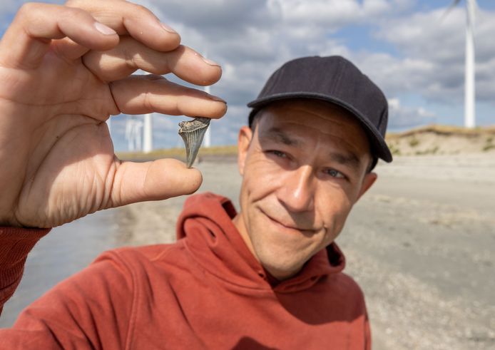 Vijf tips om haaientanden op het strand te vinden (maar let op: het is ...